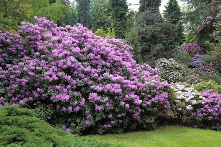 Arbuste Persistant Fleurs Mauves