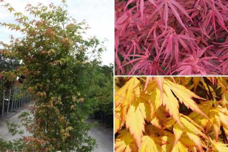 Les plus beaux arbres en isolé - Promesse de fleurs