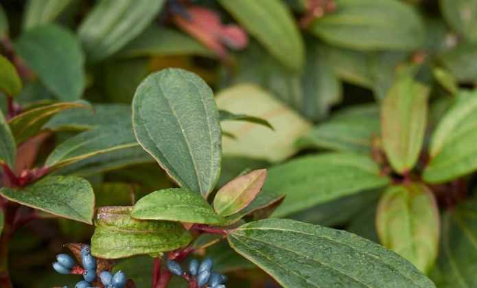 Arbustes persistants rustiques : les 10 meilleures variétés