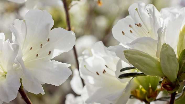 10 azalées blanches pour illuminer le jardin - Promesse de Fleurs
