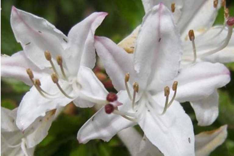10 azalées blanches pour illuminer le jardin - Promesse de Fleurs