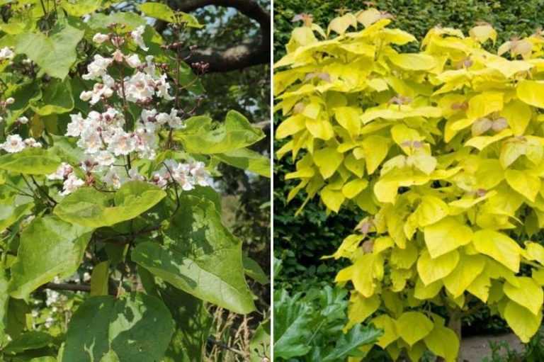 Les plus beaux arbres en isolé - Promesse de fleurs