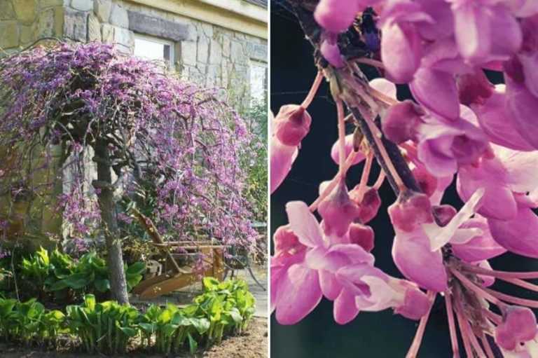 Les plus beaux arbres en isolé - Promesse de fleurs
