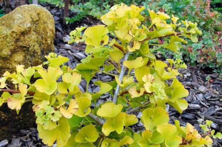 Les plus beaux arbres en isolé - Promesse de fleurs