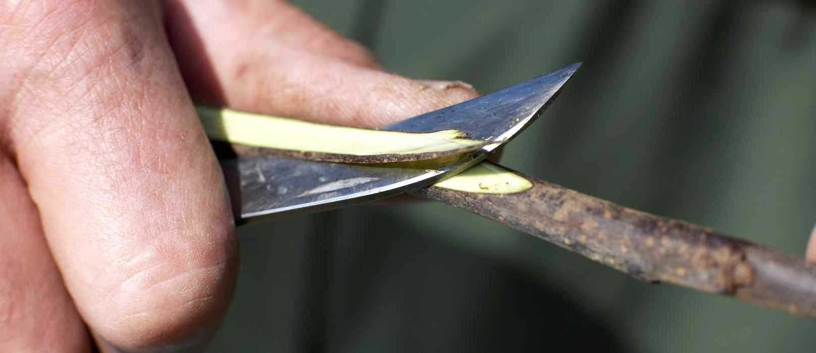 A quoi sert un greffoir ou couteau à greffer ? - Promesse de Fleurs