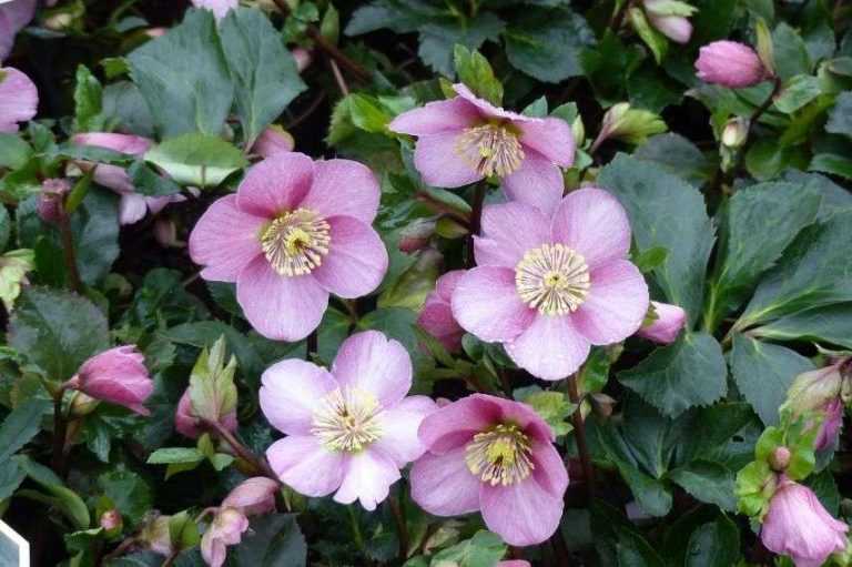 7 vivaces à cultiver en pot sur un balcon à l'Est - Promesse de Fleurs
