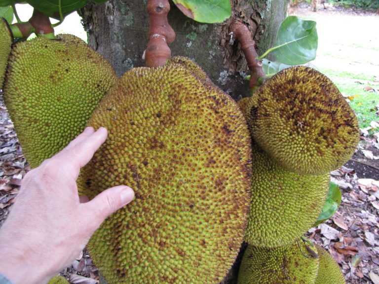 Le fruit du jacquier, c'est quoi? - Promesse de Fleurs