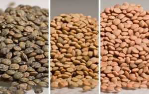 Cultiver des lentilles au potager - Promesse de Fleurs