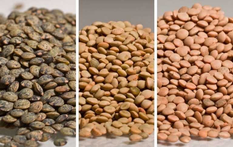 Cultiver des lentilles au potager - Promesse de Fleurs