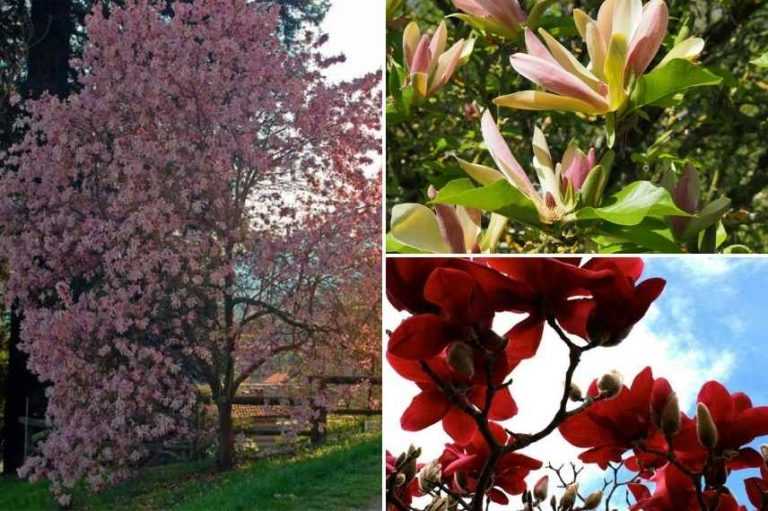 Les plus beaux arbres en isolé - Promesse de fleurs