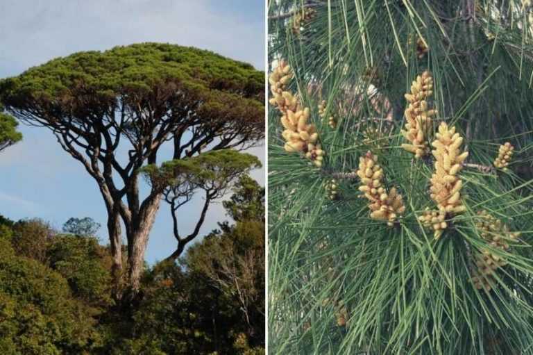 Les plus beaux arbres en isolé - Promesse de fleurs