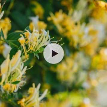 Chèvrefeuille Chic et Choc - Lonicera periclymenum, arbuste nain parfumé