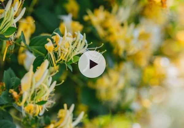 Lonicera henryi - Chèvrefeuille de Henry - Une grimpante élégante