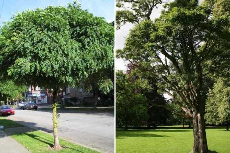 Les plus beaux arbres en isolé - Promesse de fleurs