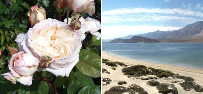 Des roses pour voyager - Promesse de Fleurs