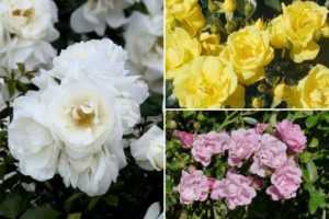 Comment choisir un rosier couvre-sol ? - Promesse de Fleurs