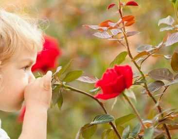 Des roses pour petits et grands enfants - Promesse de Fleurs