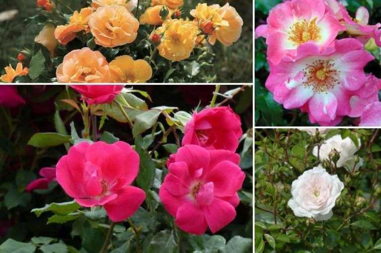 Comment choisir un rosier couvre-sol ? - Promesse de Fleurs