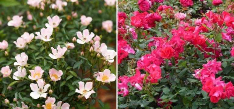 Comment choisir un rosier couvre-sol ? - Promesse de Fleurs