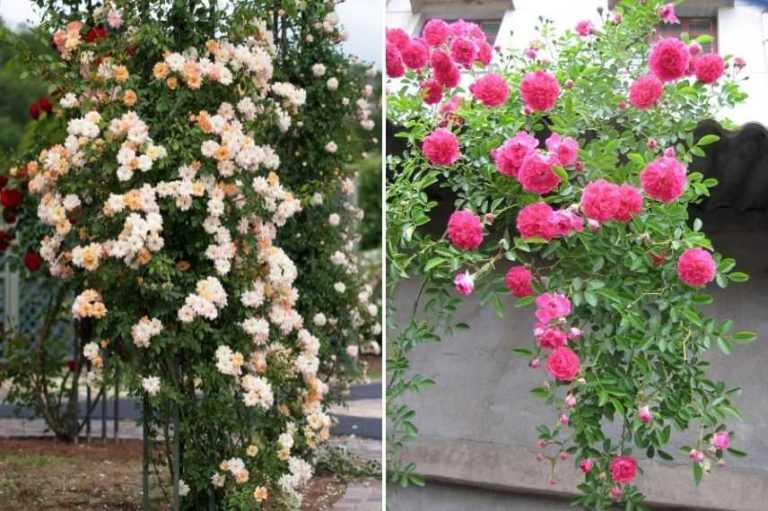 Comment choisir un rosier grimpant ? - Promesse de Fleurs
