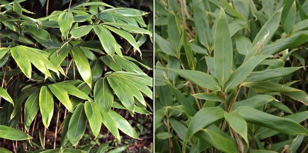 Sasa, bambou : plantation, culture et utilisations - Promesse de Fleurs