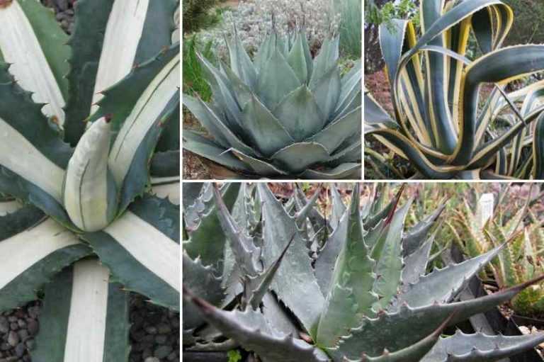 Choisir un agave pour le jardin ou en pot - Promesse de Fleurs