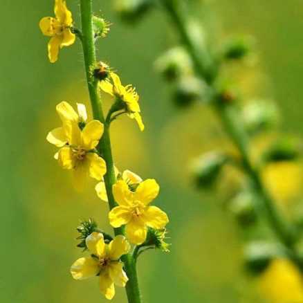 Aigremoine – Agrimonia eupatoria – Une vivace médicinale et ornementale