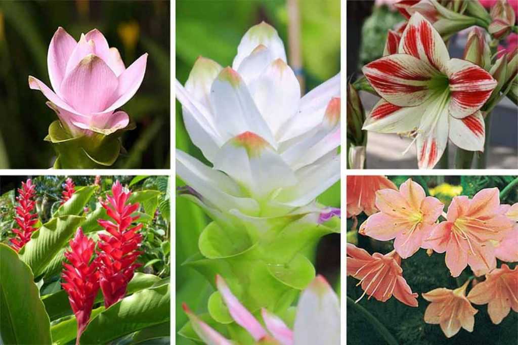 Le curcuma : plantation, récolte, bienfaits - Promesse de Fleurs