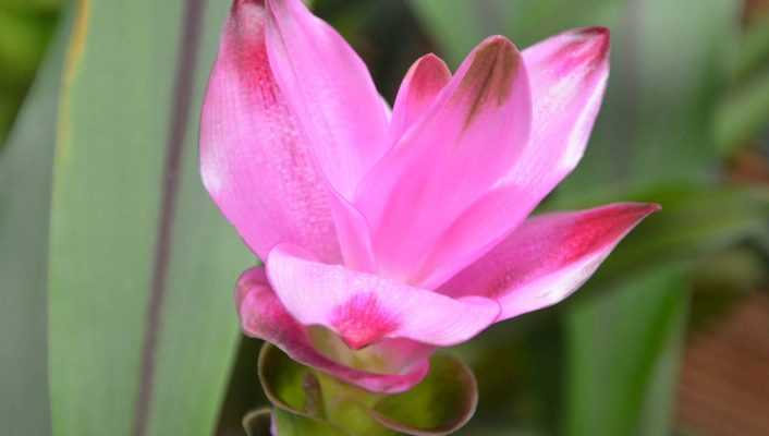 Le curcuma : plantation, récolte, bienfaits - Promesse de Fleurs