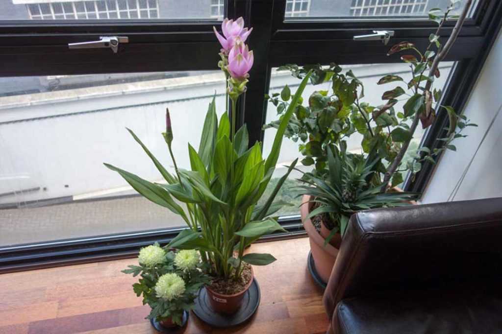 Le curcuma : plantation, récolte, bienfaits - Promesse de Fleurs