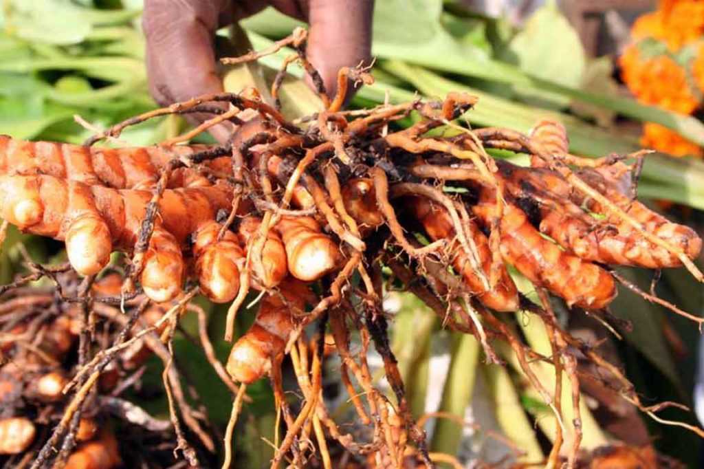 Le curcuma : plantation, récolte, bienfaits - Promesse de Fleurs