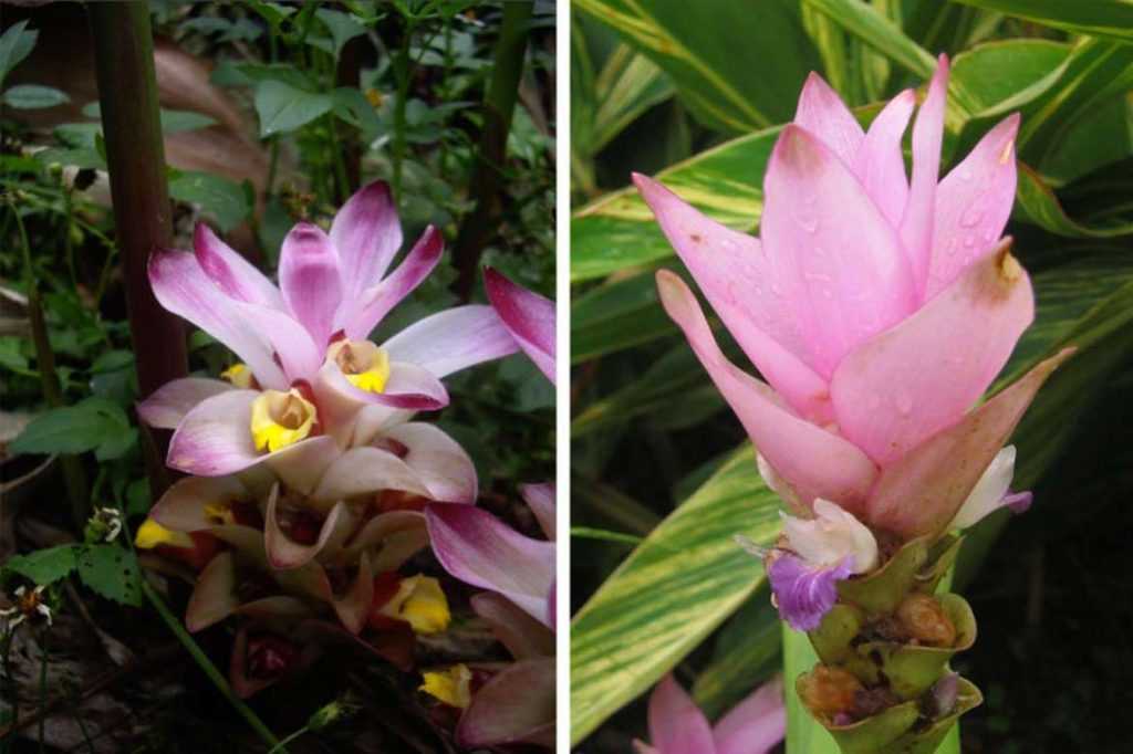 Le curcuma : plantation, récolte, bienfaits - Promesse de Fleurs