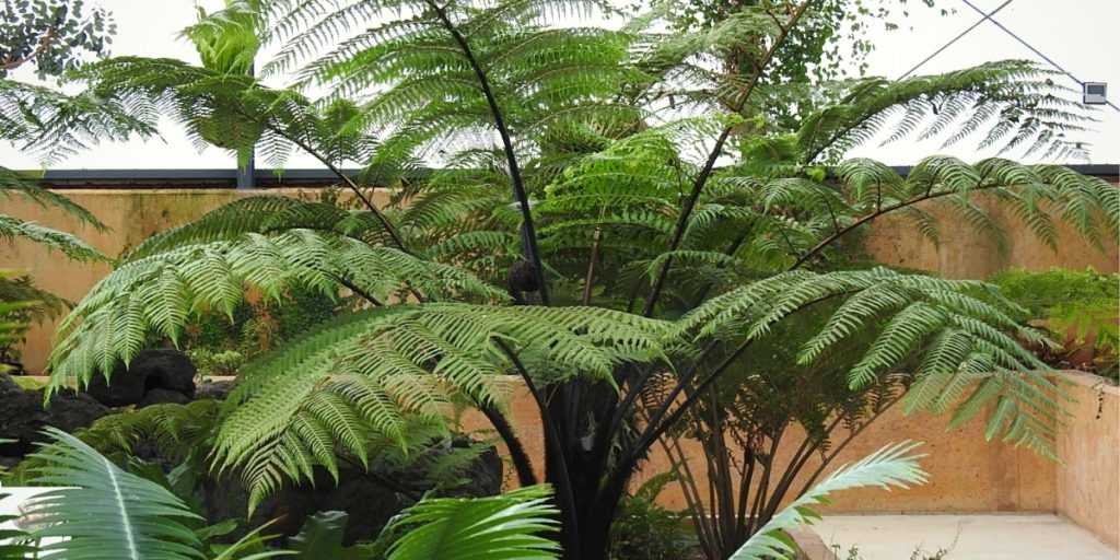 Cyathea : planter, cultiver et entretenir - Promesse de Fleurs