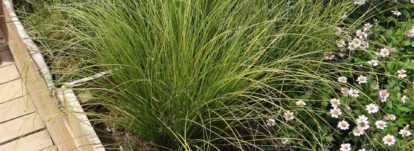 5 Carex à cultiver en pot - Promesse de Fleurs