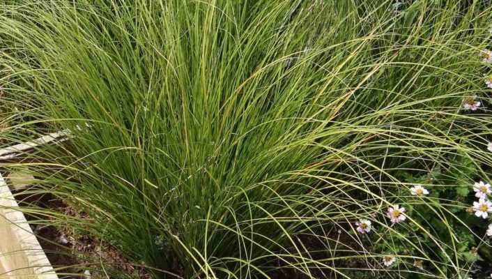5 Carex à cultiver en pot - Promesse de Fleurs