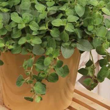 Cultiver l’origan en pot - Promesse de fleurs