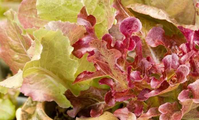 La culture des salades en pot ou en jardinière - Promesse de fleurs