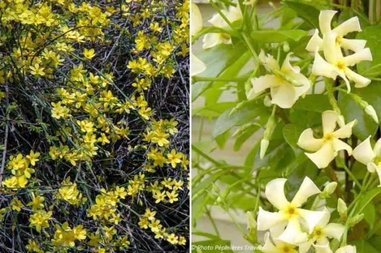 Choisir un Jasmin : nos conseils - Promesse de Fleurs