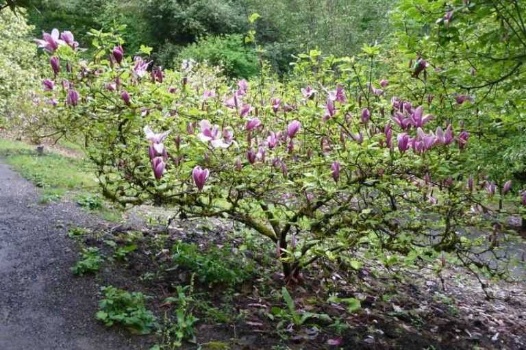 Comment former un arbre en cépée ? - Promesse de Fleurs