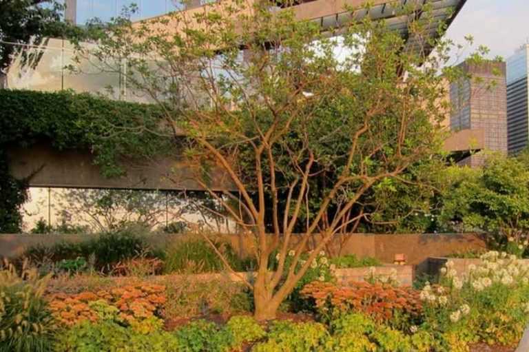 Comment former un arbre en cépée ? - Promesse de Fleurs