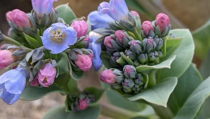 Mertensia maritima : semis, culture, récolte - Blog Promesse de fleurs