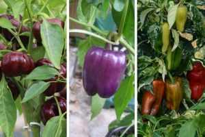 Choisir des poivrons et piments - Promesse de Fleurs