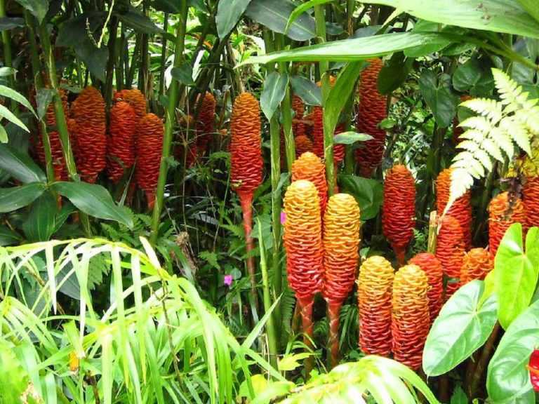 Cultiver, soigner et récolter le gingembre- Promesse de Fleurs