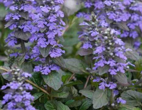 Comment cultiver un ajuga en pot ? - Promesse de Fleurs
