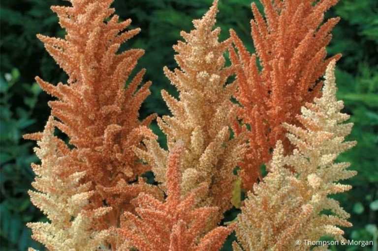 Les inflorescences en plumeaux - Promesse de Fleurs