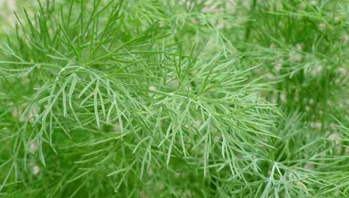 Comment conserver l’aneth ? - Promesse de Fleurs