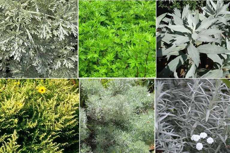 Bien choisir une armoise : guide d'achat - Promesse de Fleurs