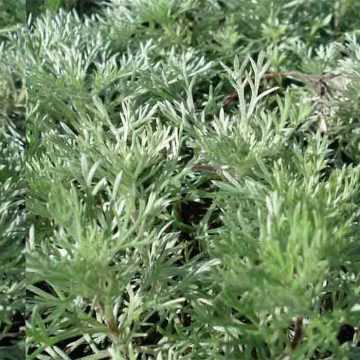 Cultiver une armoise en pot : nos conseils - Promesse de Fleurs