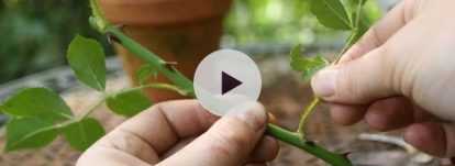 Bouturer : nos conseils en vidéos