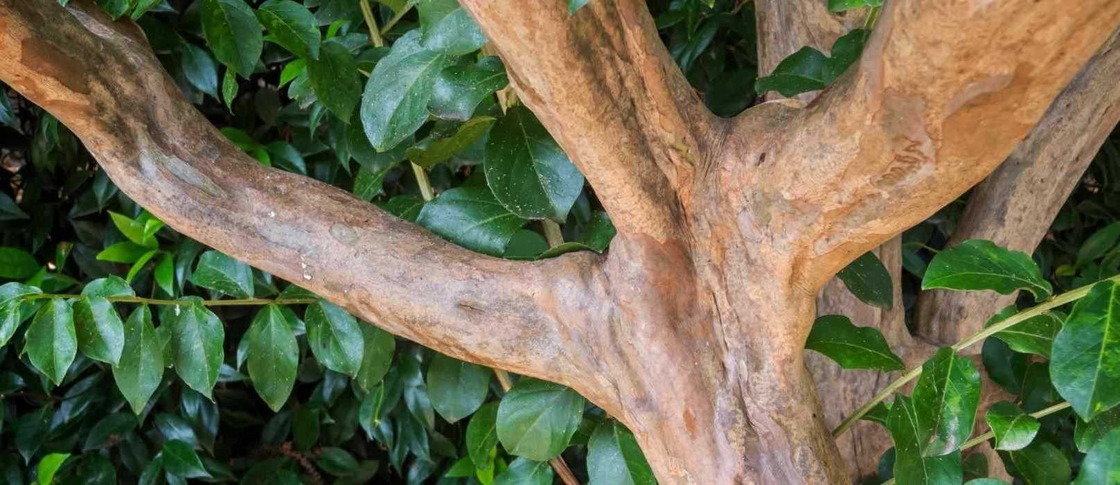 Comment former un arbre en cépée ? - Promesse de Fleurs